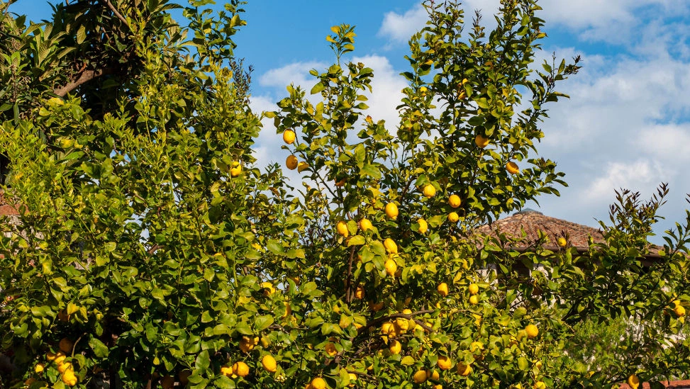 Experts share summer watering tips to save lemon trees