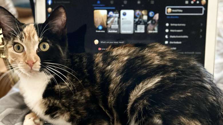 Cats interrupting their humans' productivity with impunity