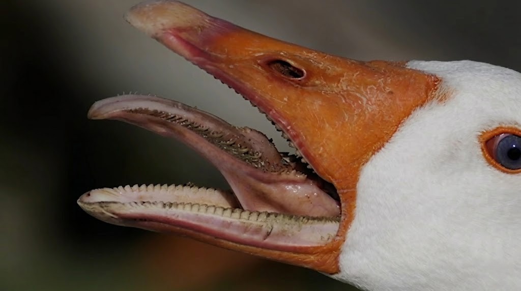 Watch what happens when a goose reveals the nightmare hidden inside its ...