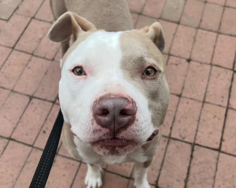 Animal services tells foster to adopt or return recovering dog despite ...