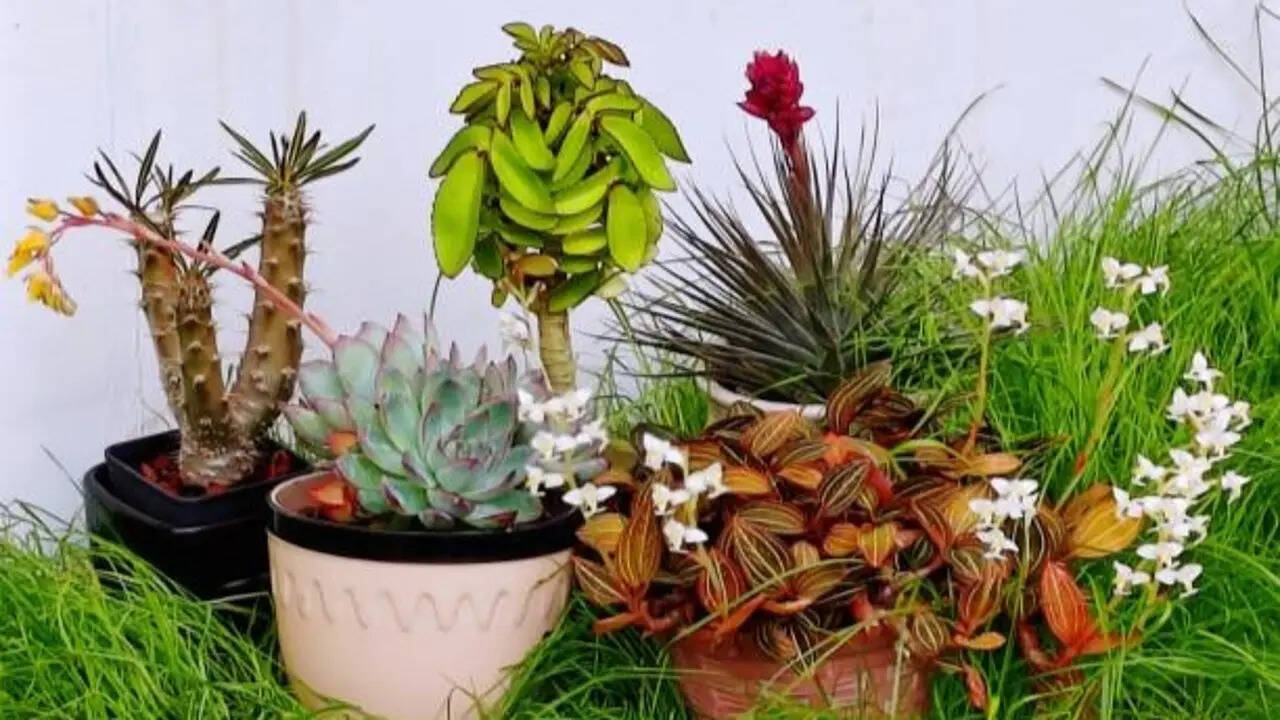 6 amazing plants that can grow from a single leaf