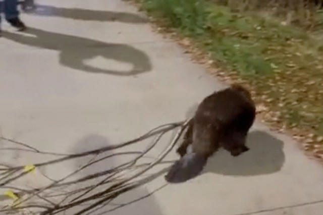 Crowd cheers as determined beaver hauls an oversized branch all the way ...