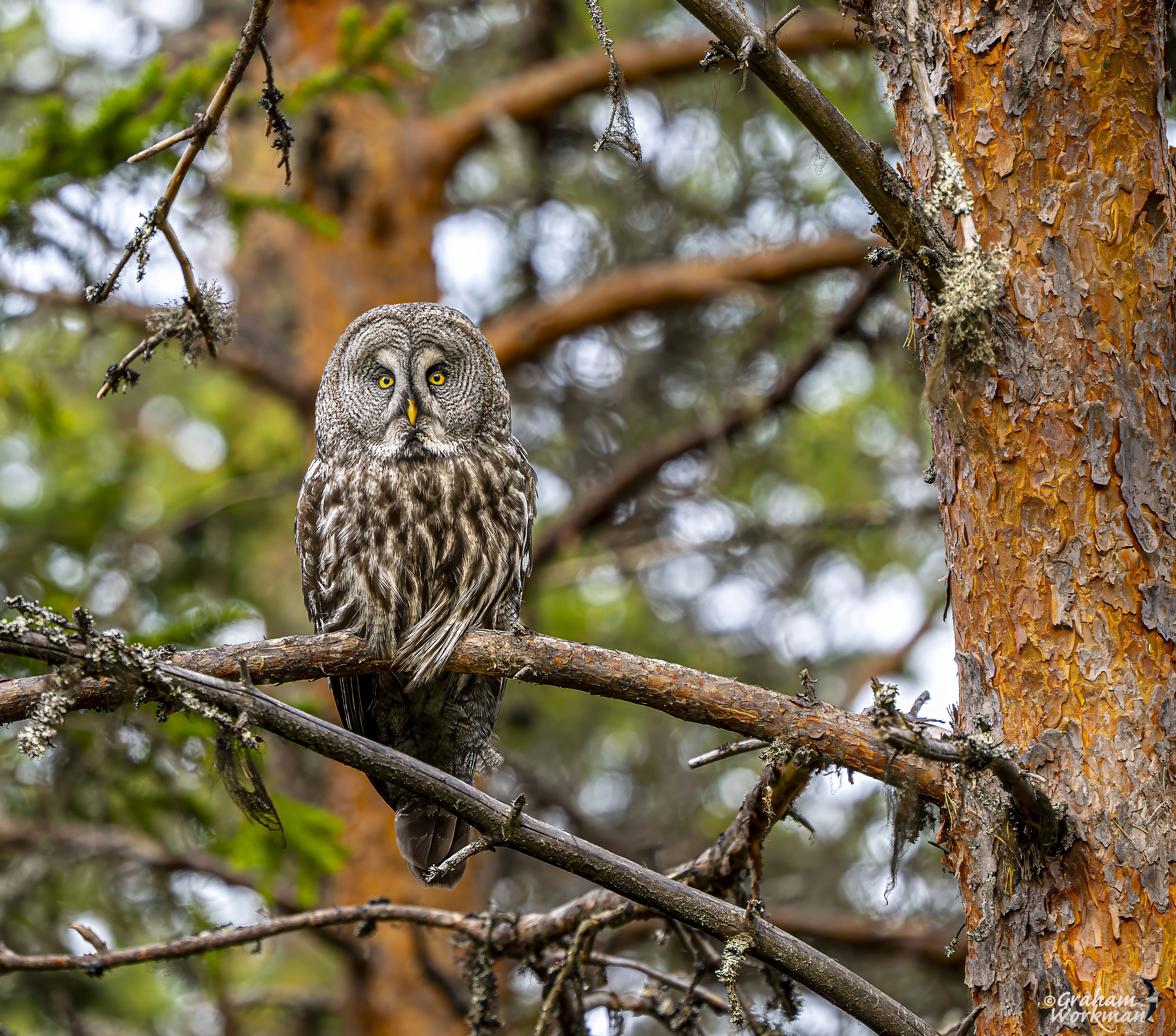 Nature notes with Graham Workman: owls and woodpeckers in the vast ...