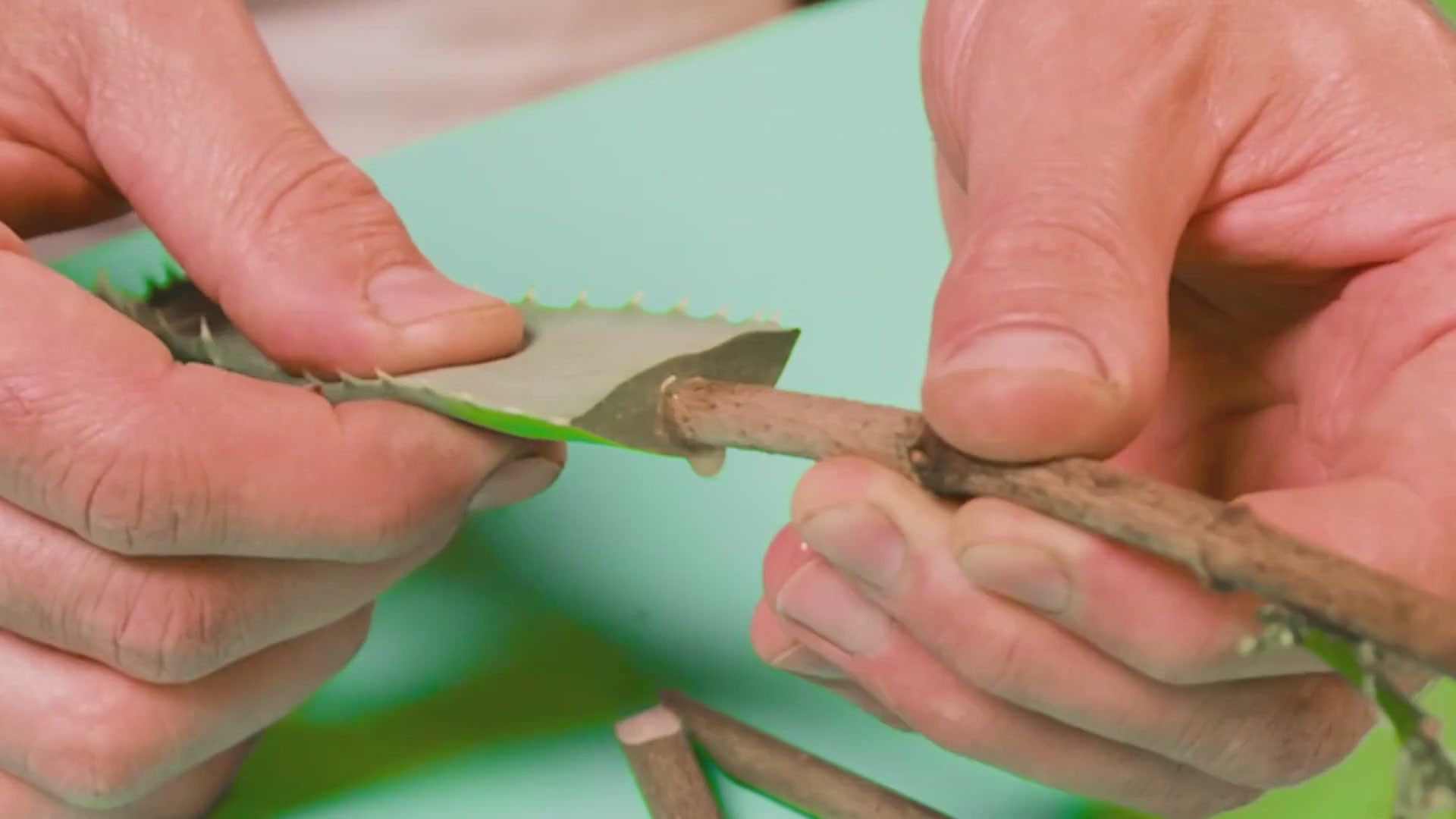 Revitalize your greenery: Must-know plant care tips