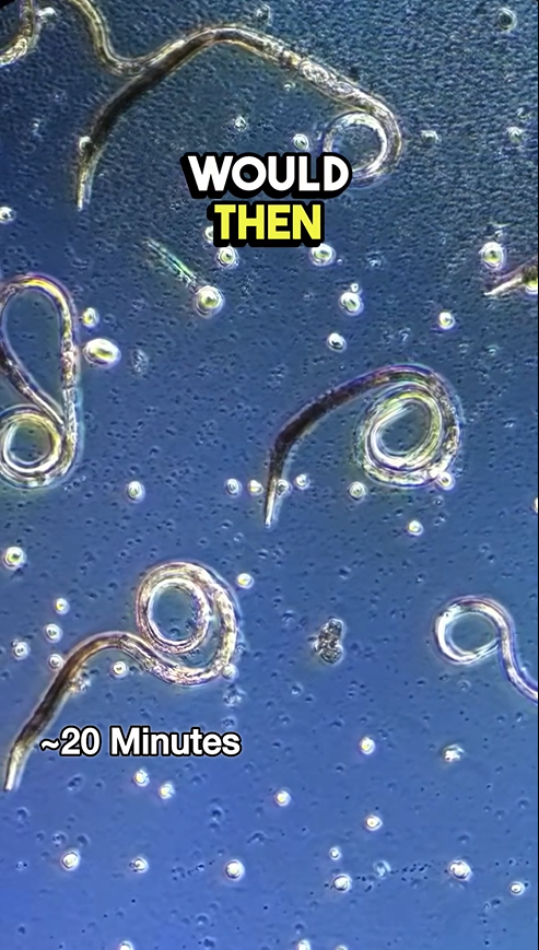 Dewormer vs worms seen under the microscope