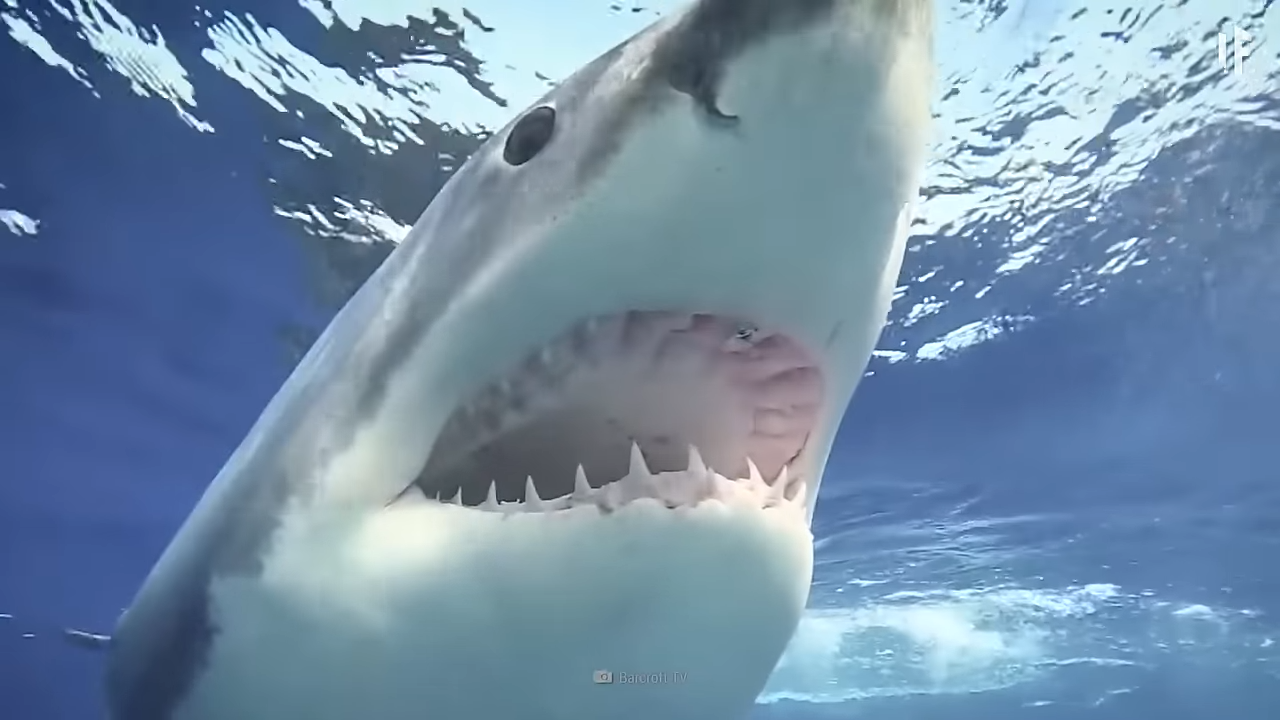 Quand les océans abritent des créatures monstrueuses