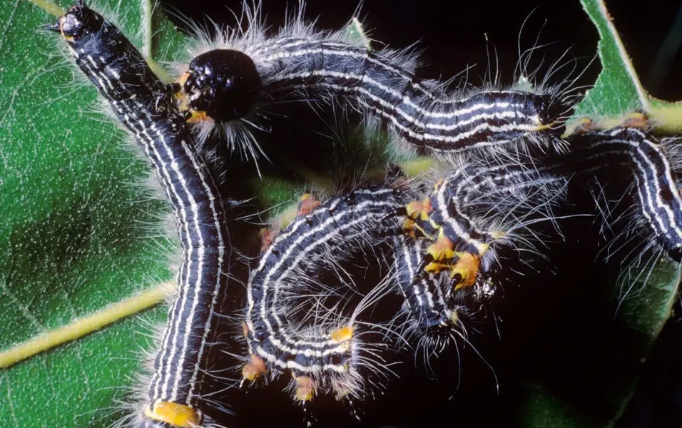 Cyclical caterpillar outbreak defoliates trees across Alberta