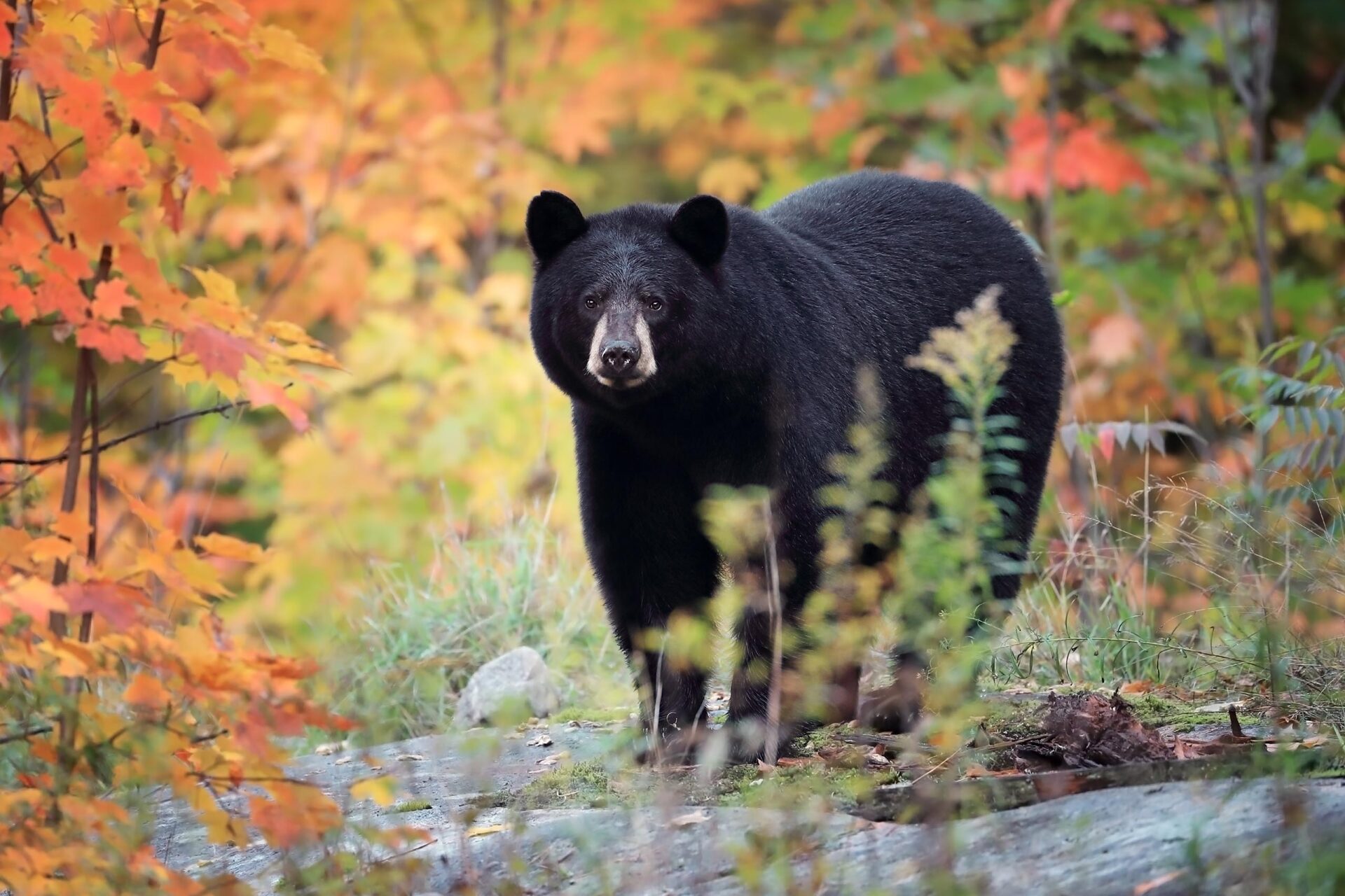 Countries where it is legal to hunt bears