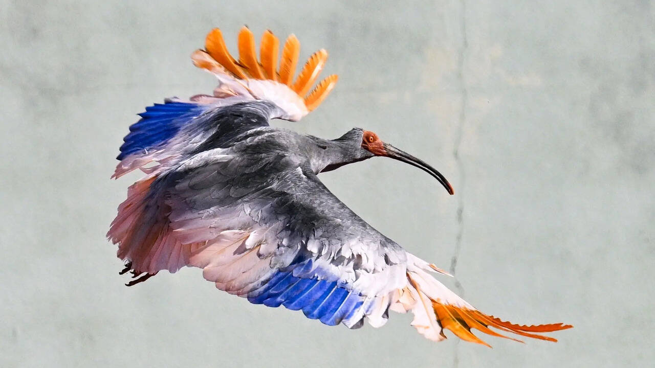 Eight crested ibises released in Japan after decades of extinction