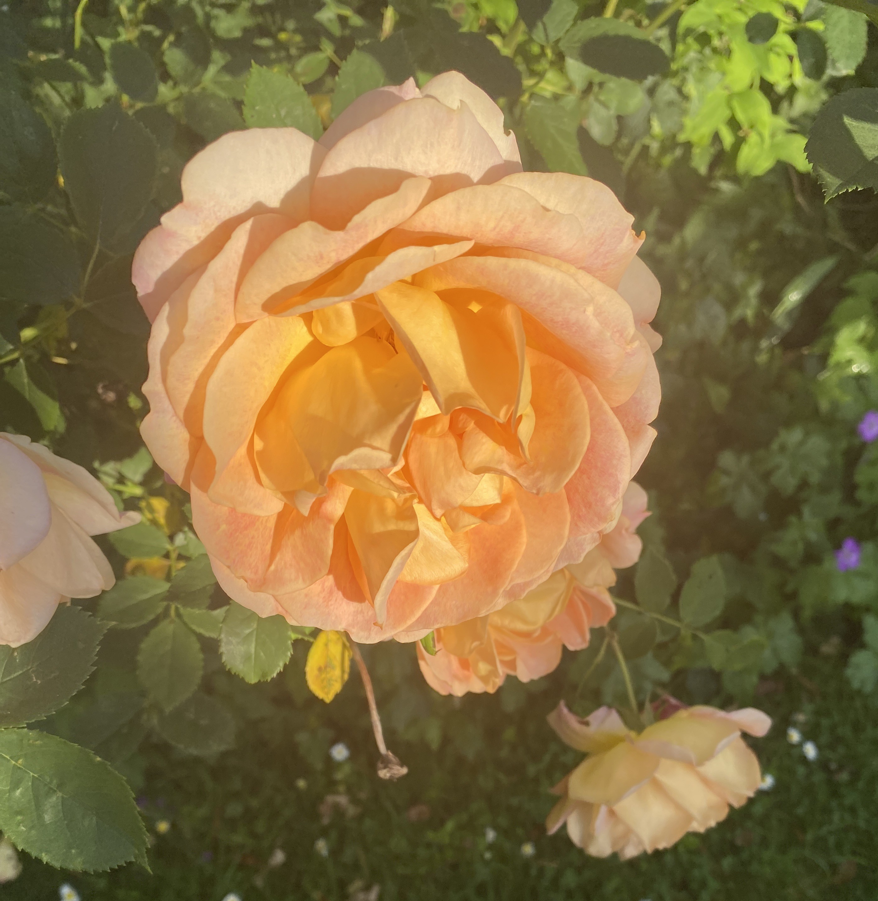 Hurstpierpoint village news