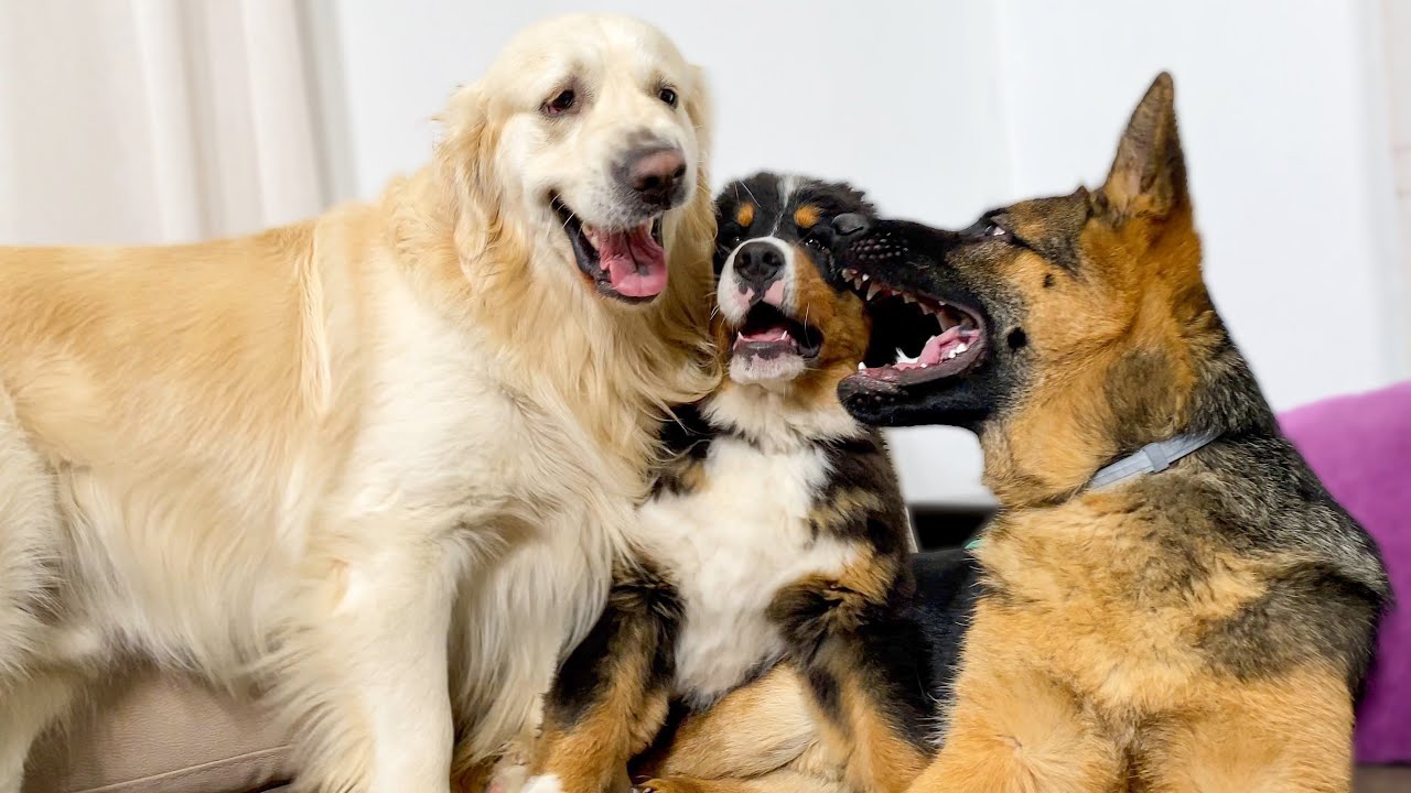 Golden retriever gets caught between two playful dogs