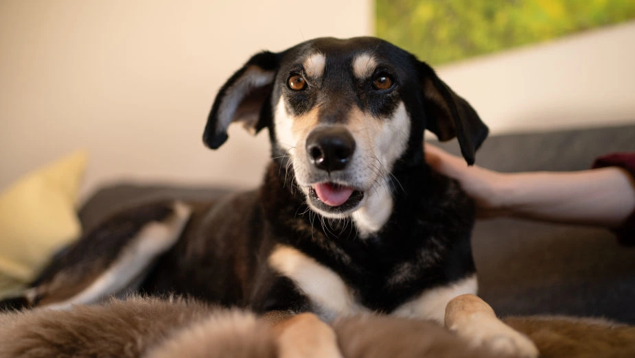 17 clear signs your dog trusts you