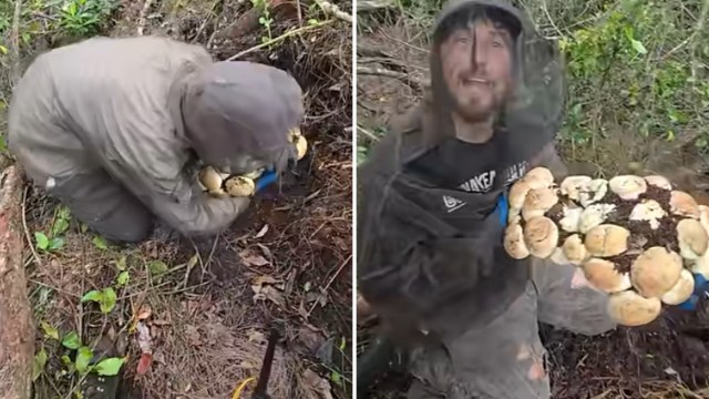 Skin-crawling video shows python hunter remove clutch of 60 eggs from ...