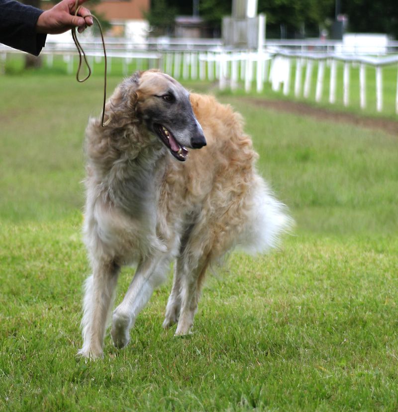 14 breeds whose predatory instincts can still shape their behavior