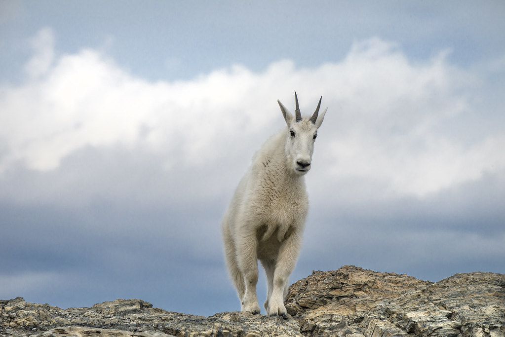 15 things you didn't know about goats