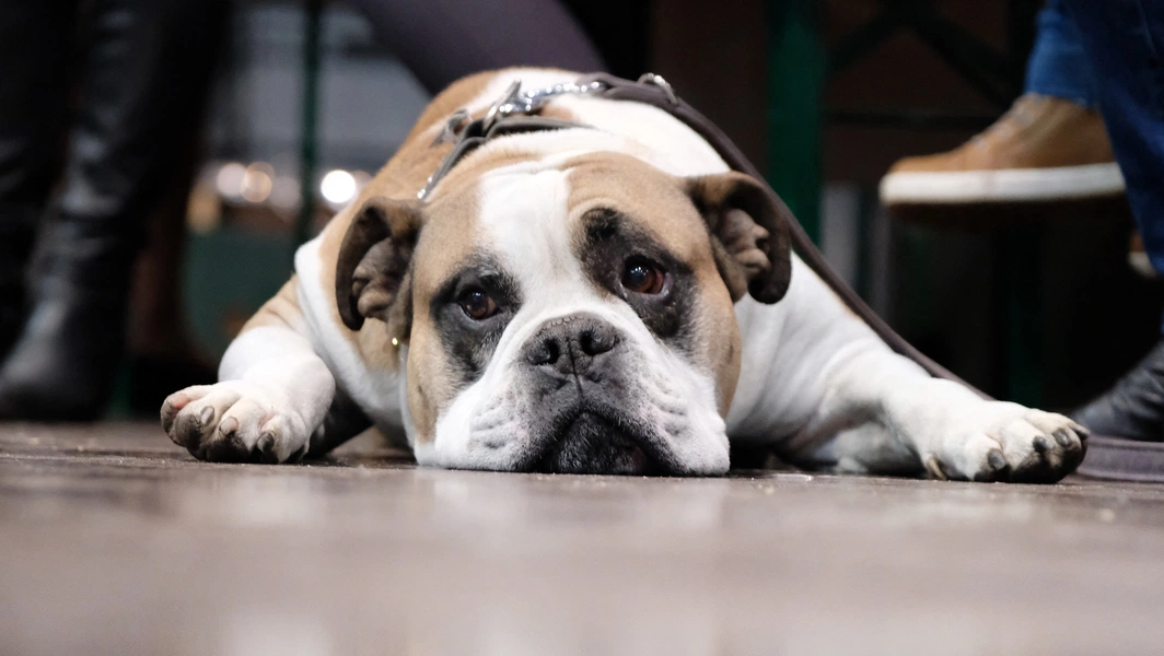 17 clear signs your dog trusts you