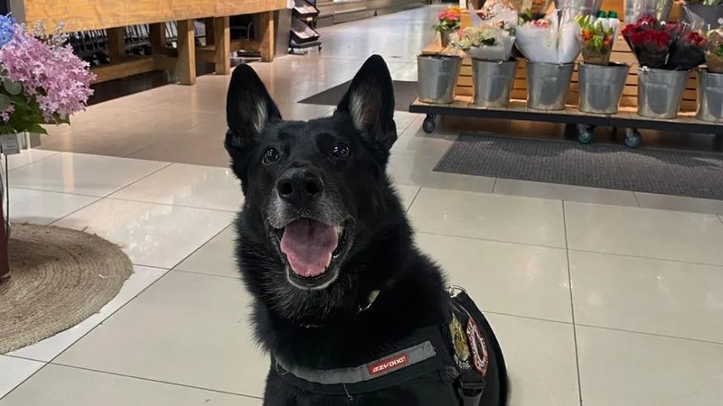 Furry friends sniff out explosives at Woolworths stores