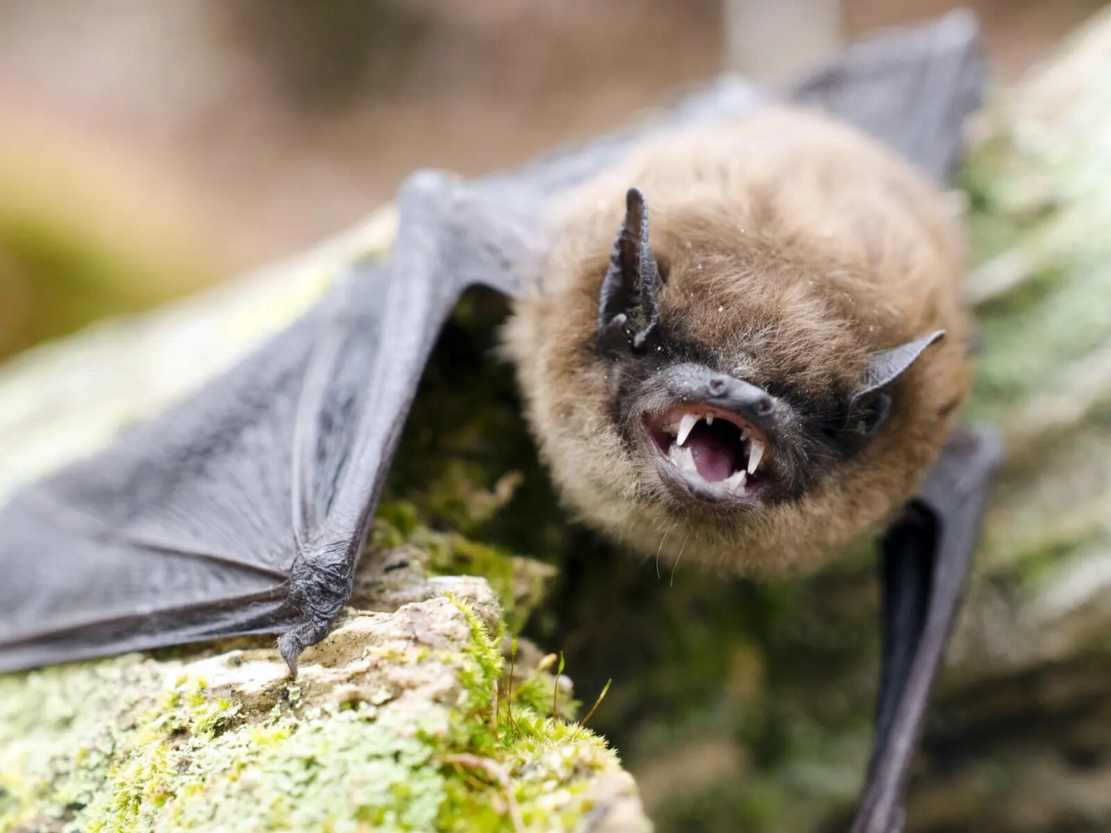 California on high alert after bat tests positive for rabies; officials ...