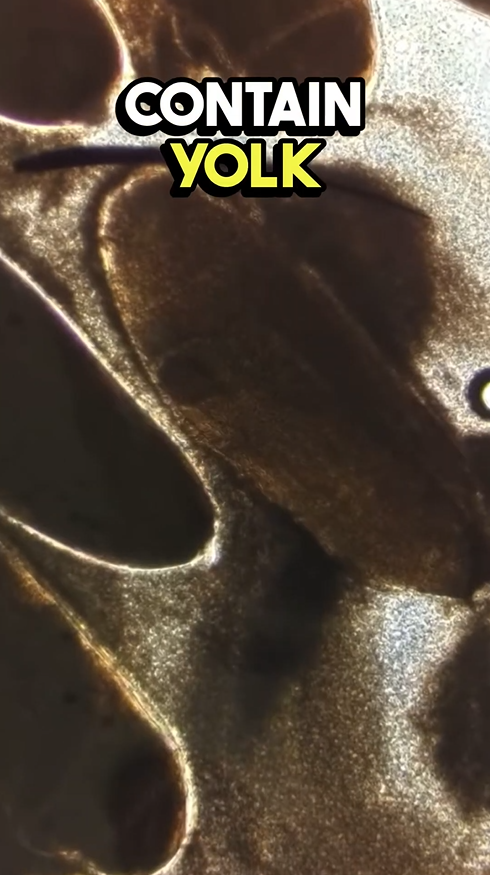 World’s smallest scrambled eggs under the microscope