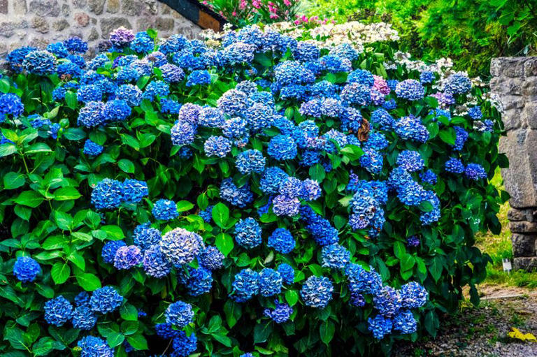 Pink hydrangeas will turn the deepest blue when fed 1 kitchen scrap