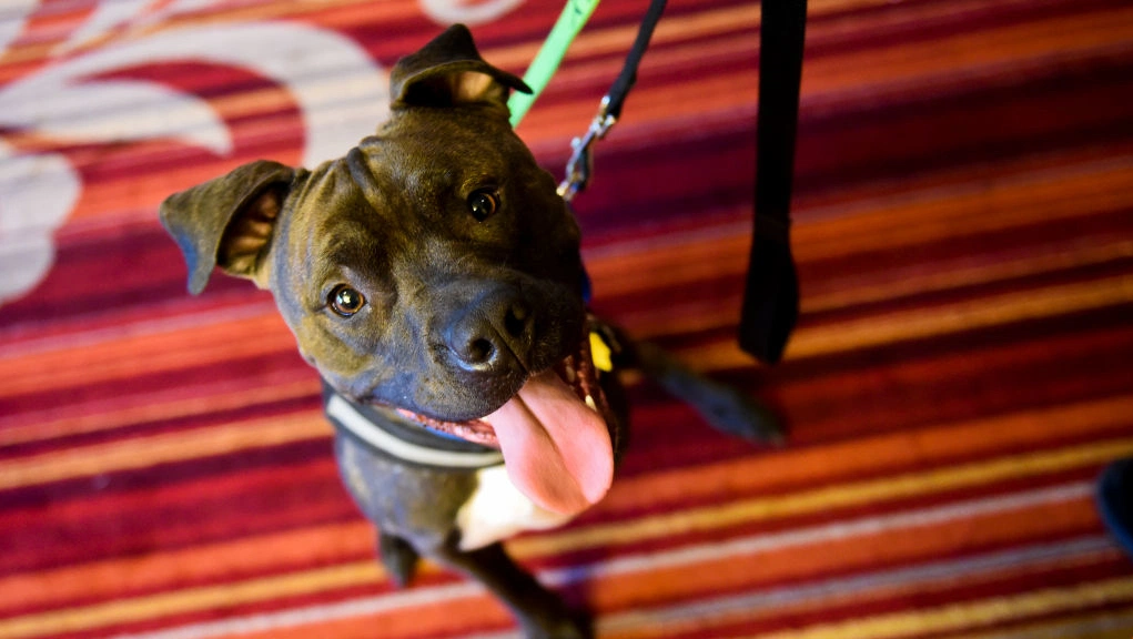 Breaking the myths about pit bulls and aggression