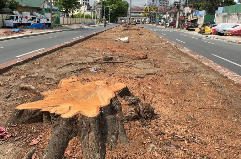 San Miguel says SALEX design 'most feasible' amid criticisms vs tree ...