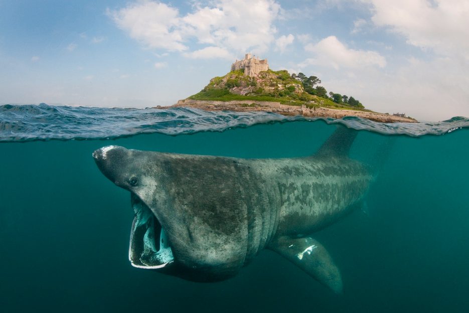 Britain's deadliest creatures: The 7 most dangerous animals to watch ...
