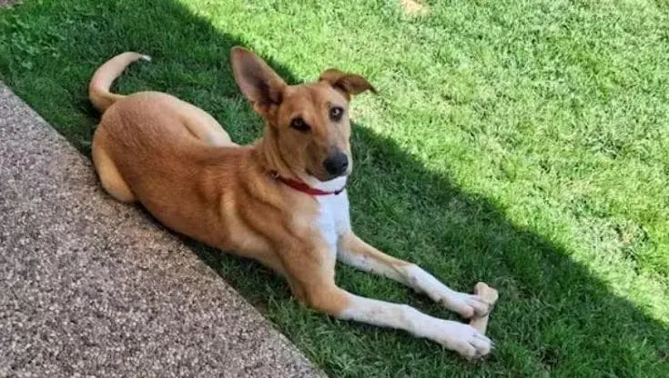 Italia: Un perro con rabia llevado desde Marruecos desata una alerta ...