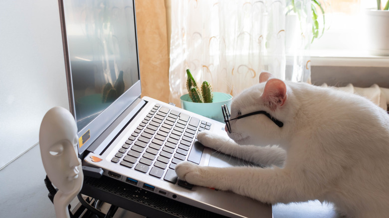 Cats interrupting their humans' productivity with impunity