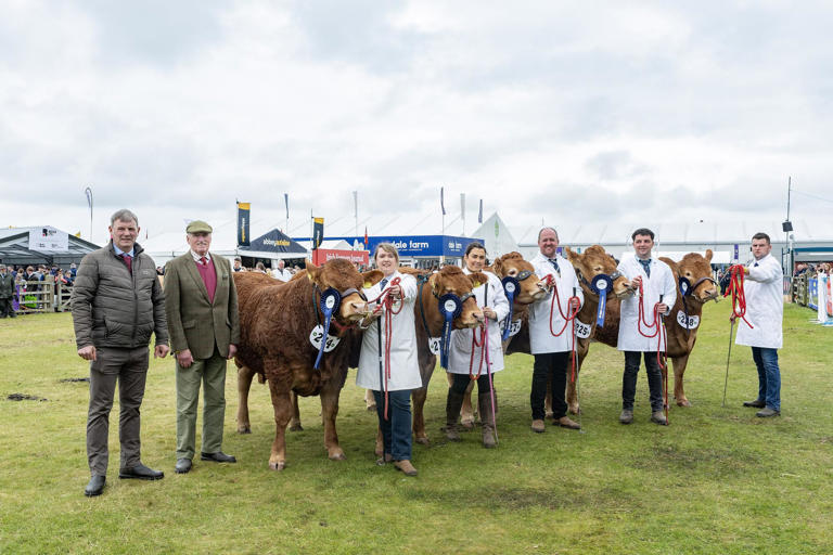 Championship success for Aberdeen Angus and Limousin teams at Balmoral Show