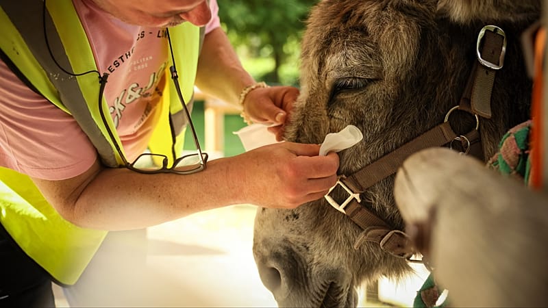 França: burros trabalham em hospital como animais de terapia