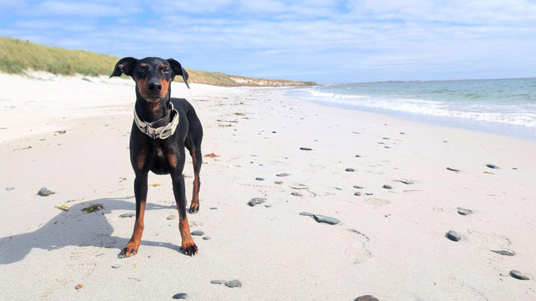 A pet-friendly beer museum!: The 5 best European holiday destinations ...