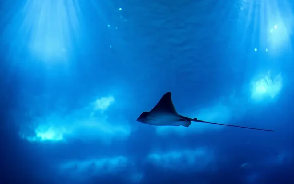 Why manta rays need our protection now