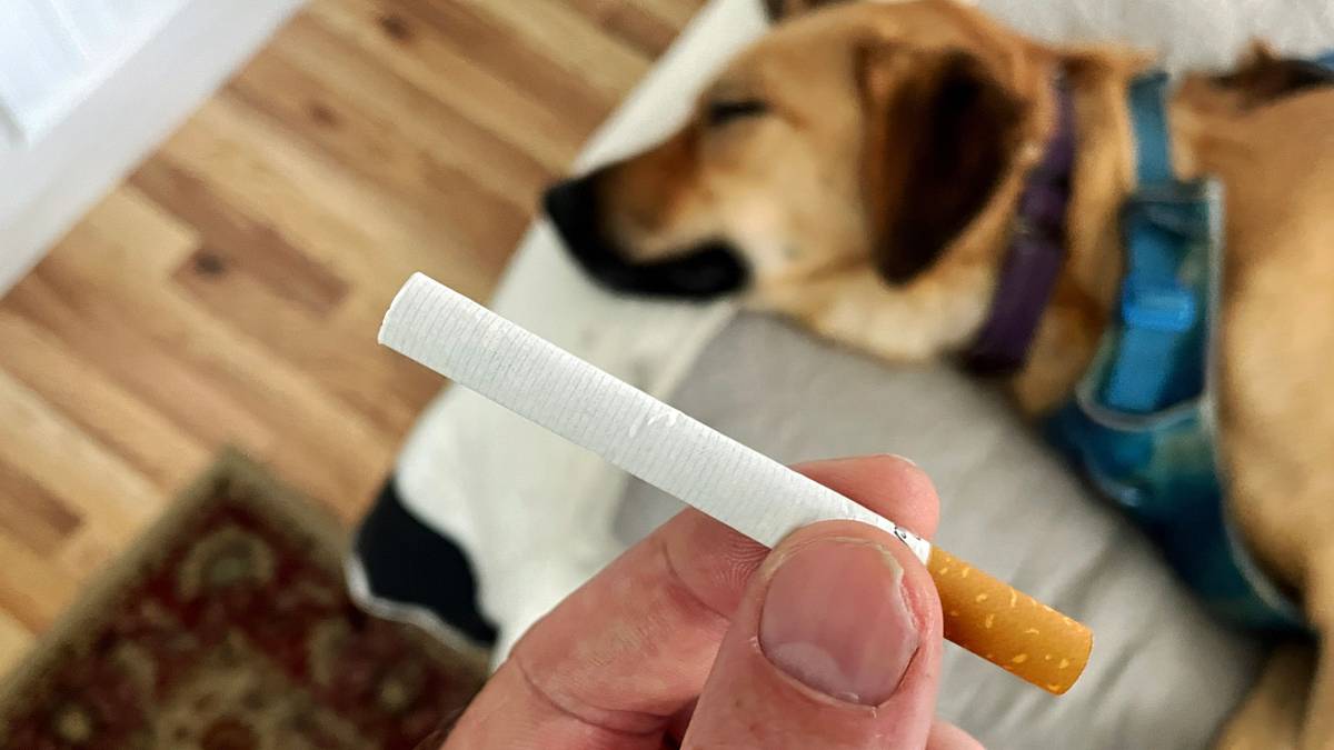 Fumar perto de animais de estimação: eis os riscos para a saúde de cães ...