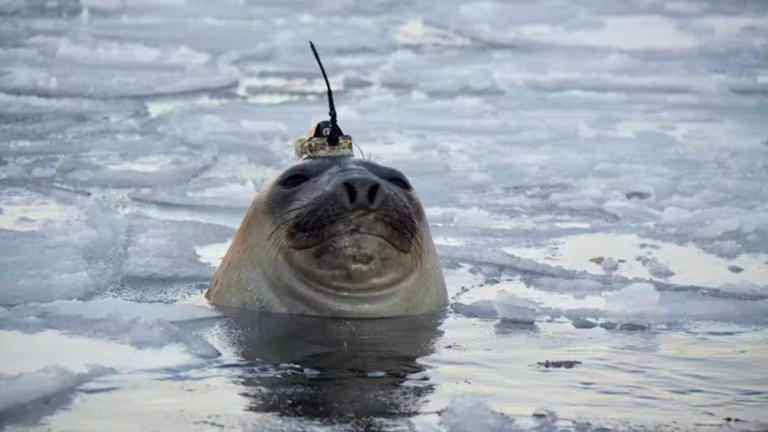 The ocean monitoring network is under pressure when it’s needed most ...