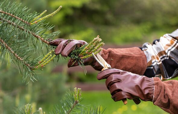 'Only time' you can cut back neighbour's overhanging tree in garden ...