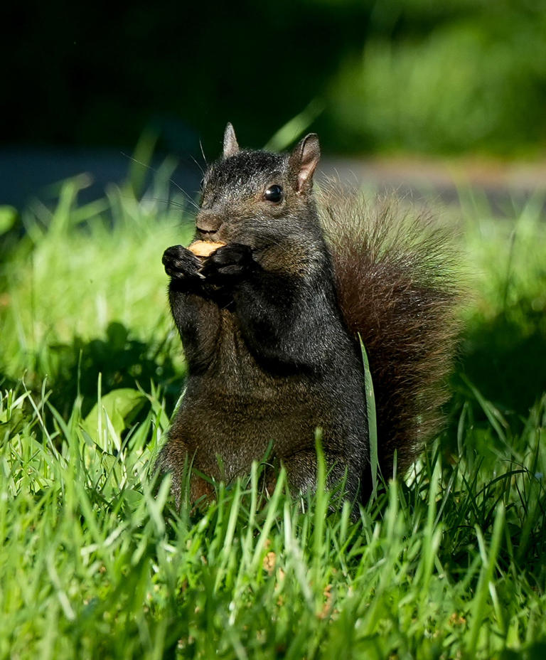 Name one of Kent's black squirrels and benefit Kent State
