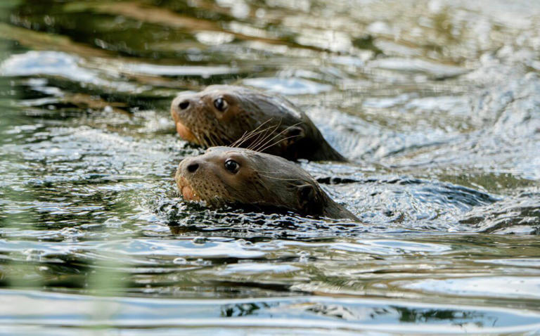 Seltene Otter-Drillinge nehmen nach Verlassen des Baus erste Schwimmstunde