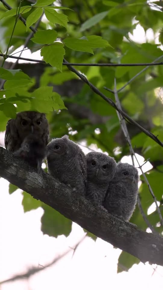 Forest fledglings fill the air with chaotic cuteness