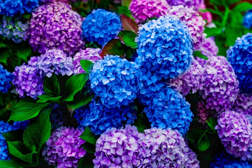Hydrangeas bloom better and turn 'deepest blue' when fed 1 kitchen scrap