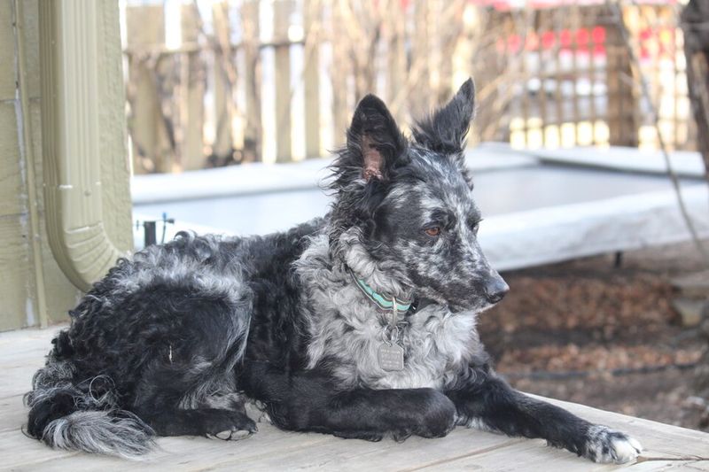 11 rare dog breeds rising online before most people even know their names