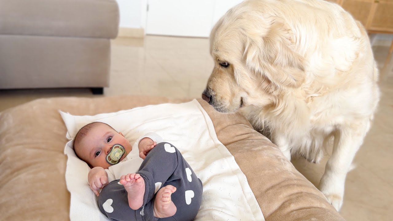 Golden retriever has questions about the baby