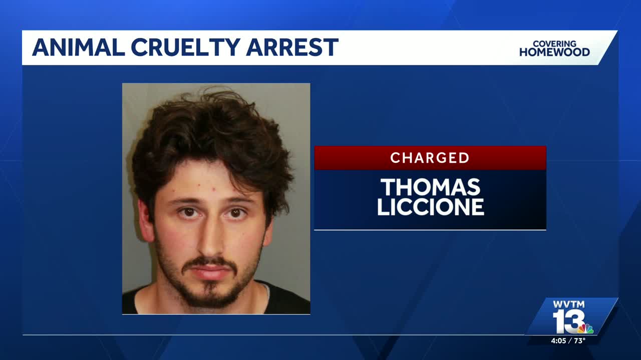 Birmingham man charged after throwing five kittens from car window on I ...