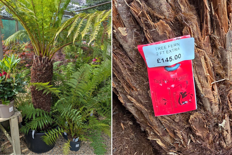 Ancient Aussie tree found for sale 17,000km away exposes alarming issue