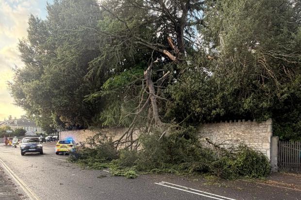 Dog walker inches from being crushed by falling tree