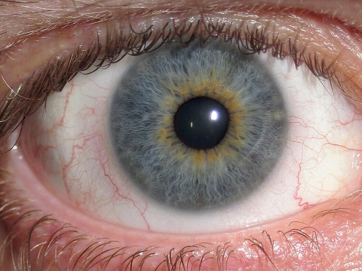 Humans unlike other animals have weirdly white eyes: Here’s why