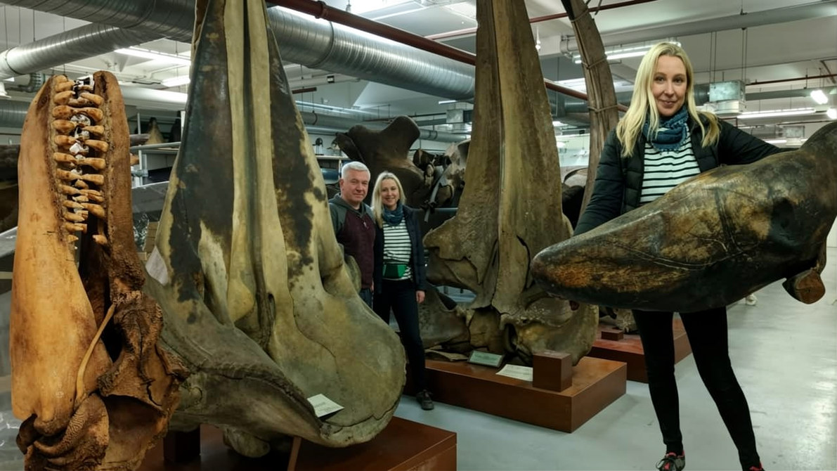 The secret underground museum storeroom: Home of the ancient whale ...