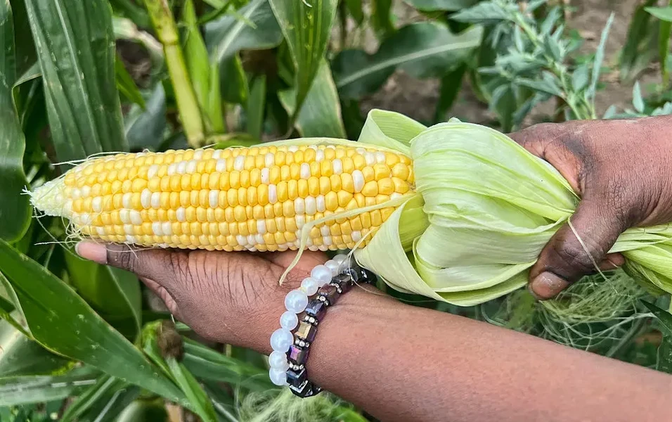 Sweet corn secrets for perfect summer bites