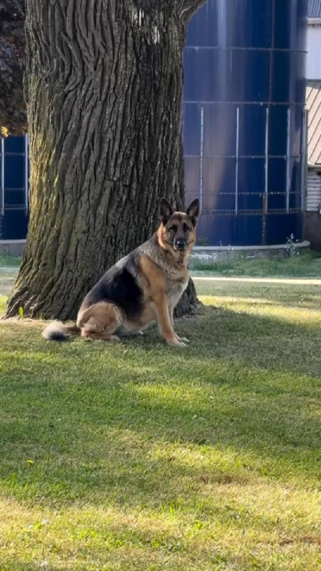 These German shepherds can’t wait for dad to get home