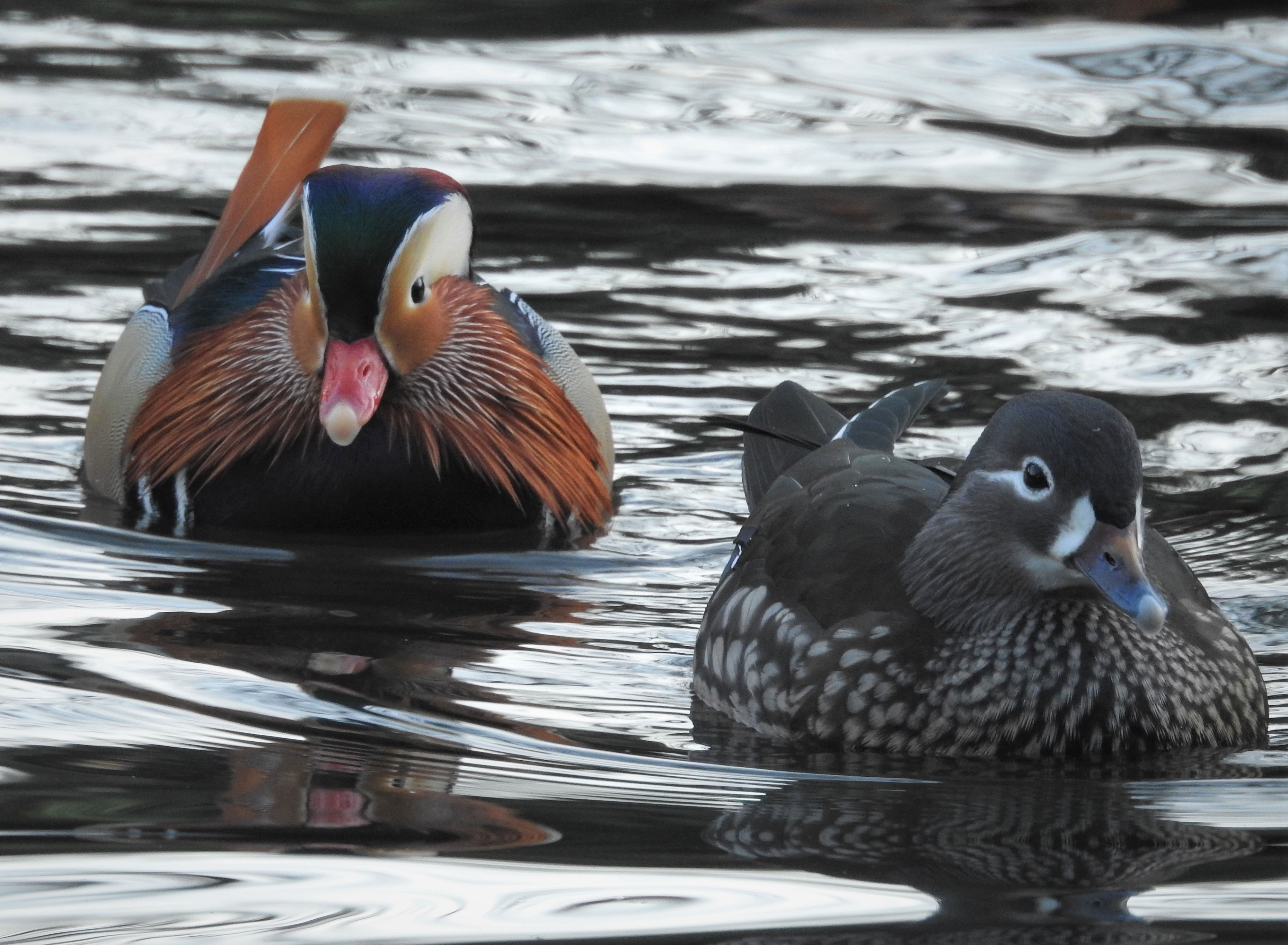 Sheffield wildlife column: Mandarin ducks in the news